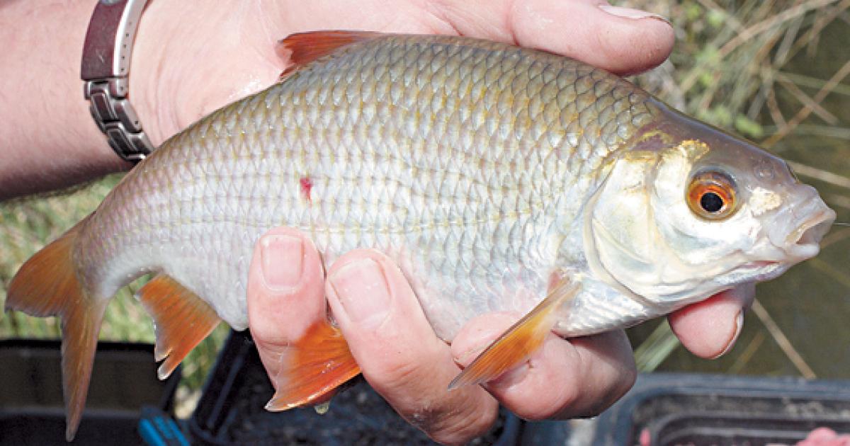 Steady rather than spectacular end to summer fishing - Maidenhead ...