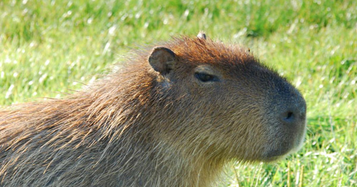 In pictures: Escaped giant rodent appears in Cookham - Maidenhead ...