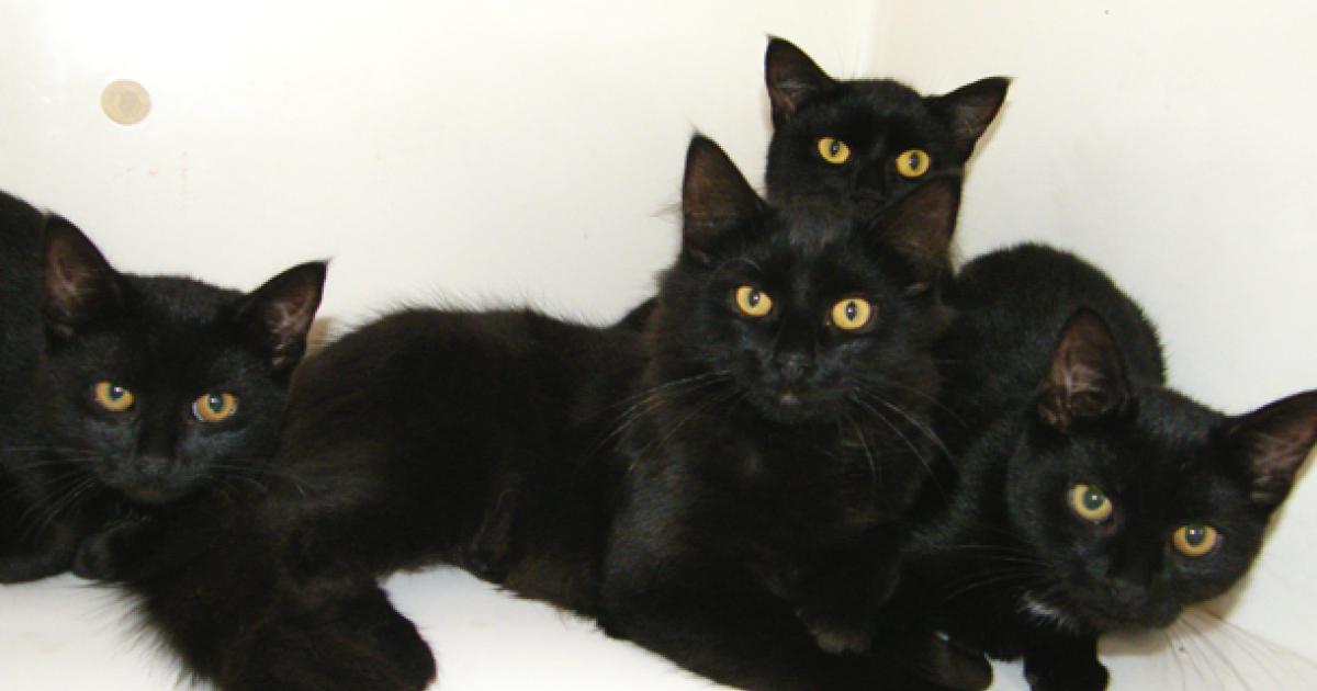New cat rescue service has feline friends for adoption - Maidenhead ...