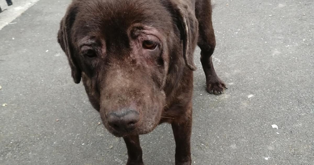 Slough Council needs information on 'poorly' dog found in Langley ...