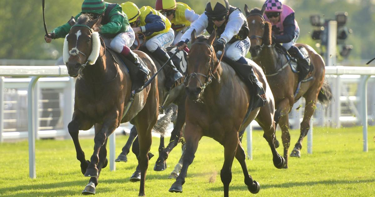 Buccabay a "bit tubby" but still a winner at Windsor Races - Maidenhead ...
