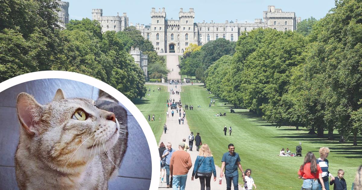 Windsor’s feline phenomenon Dexter the cat ‘living the life he wants to ...