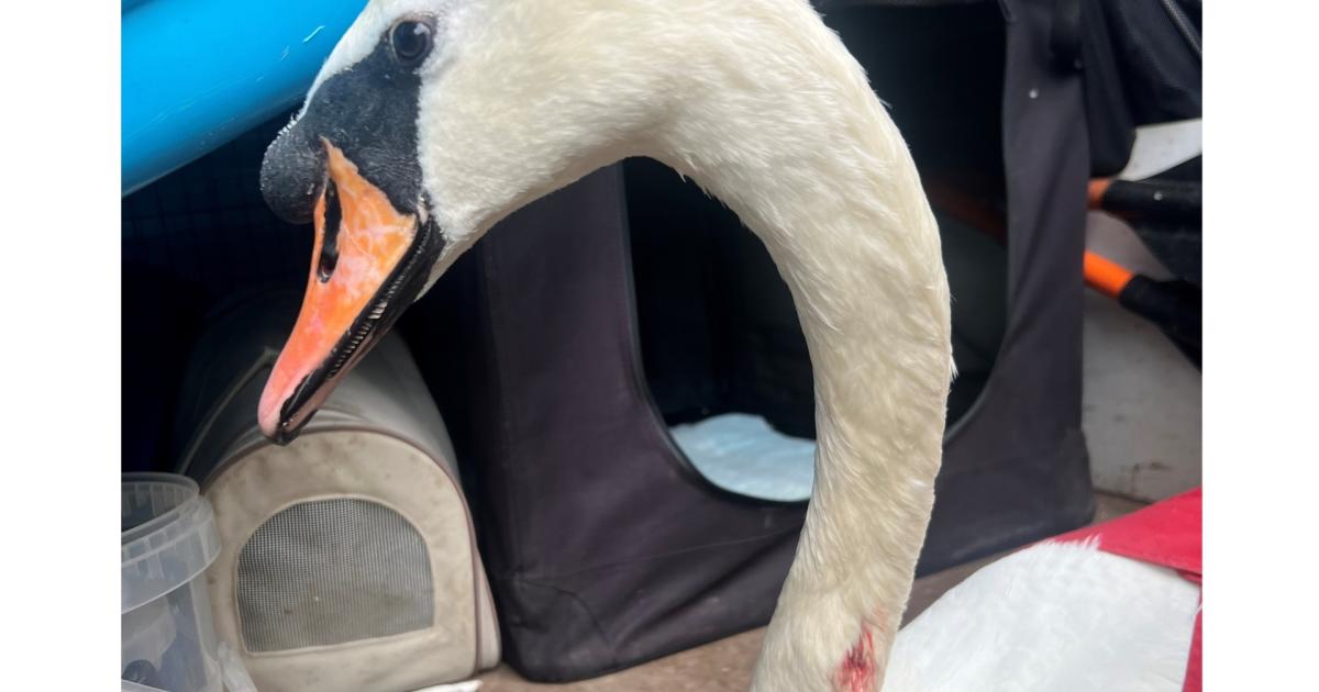 Authorities urged to do more amid steep rise in catapult attacks on ...