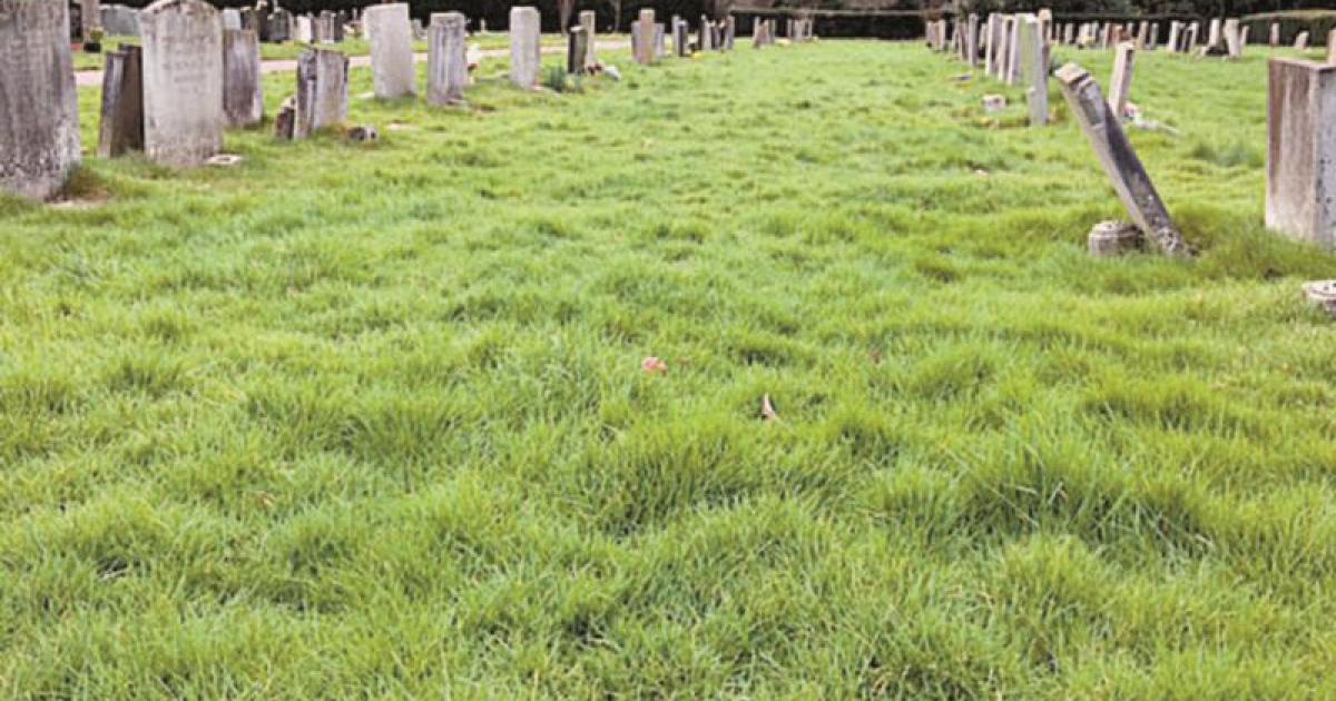 Concerns raised over repeat of cemeteries overgrowth - Photo 1 of 1 ...