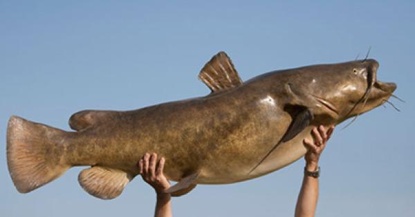 Big Fish Column: Catfish taken on light lure gear with split tail shad ...