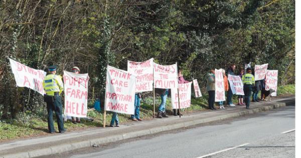 Puppy protests near Linton Pets Store continue after injunction ...