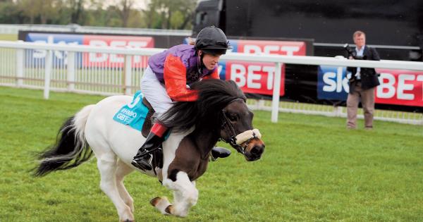 Pictures and video: Shetland pony racing at Windsor Racecourse to mark ...