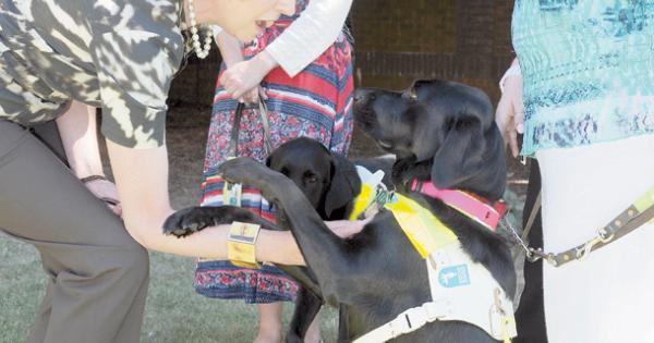 Prime Minister meets guide dog campaigners on National Dog Day - Photo ...