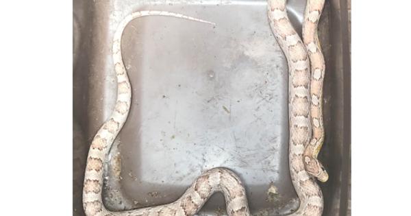 Woman finds snake in kitchen drawer in Marlow - Maidenhead Advertiser