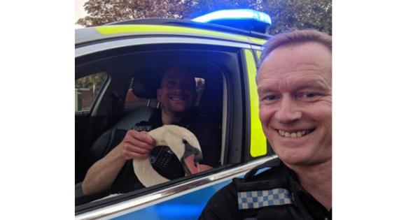 Police rescue 'dazed' swan from M4 - Maidenhead Advertiser