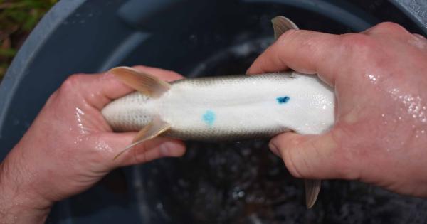 Hundreds of dyed fish released in the River Loddon - Maidenhead Advertiser