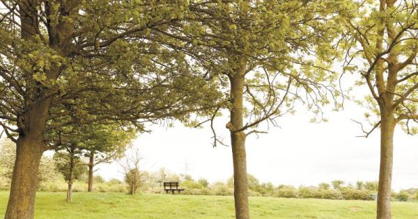 Call for volunteers to plant 8,000 trees at Ockwells Park - Photo 1 of ...