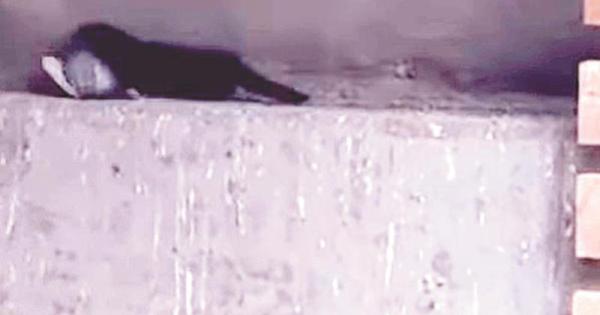 Maidenhead fish murder mystery solved as culprit caught on camera ...