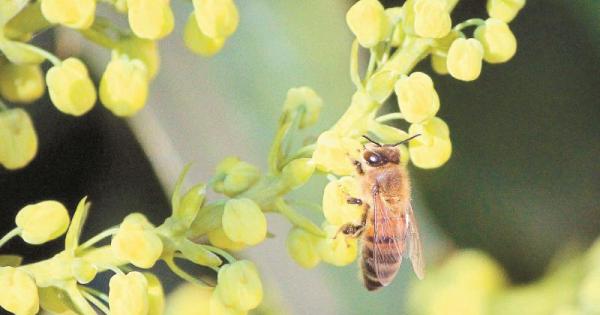Eco Matters: Help bees ride out the winter - Photo 1 of 1 - Maidenhead ...