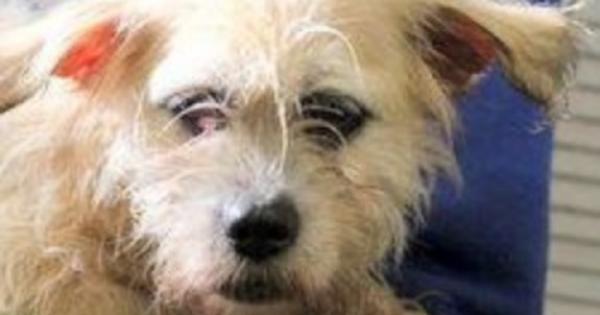 Train driver rescues dog - Maidenhead Advertiser