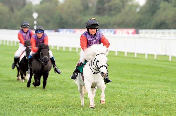 Pictures and video: Shetland pony racing at Windsor Racecourse to mark ...