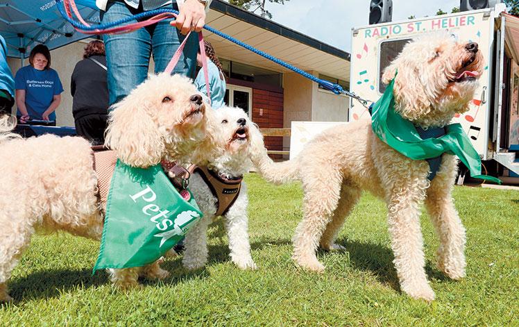 In pictures: Battersea Dogs & Cats Home fun day - Photo 1 of 37 ...