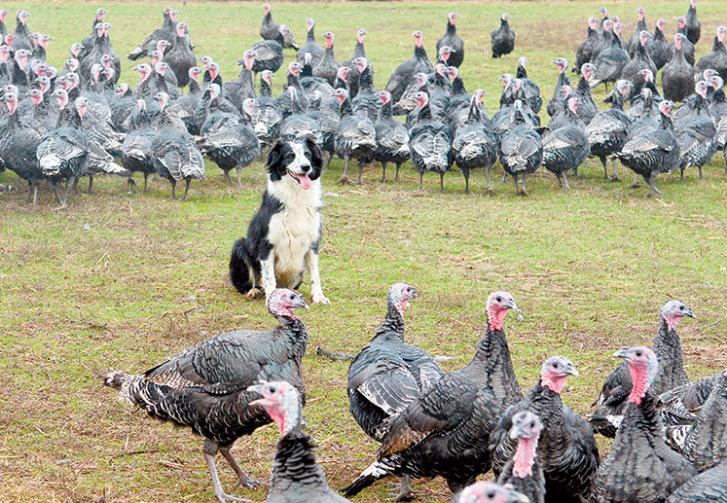 Children explore Cookham's Copas turkey farm - Photo 1 of 15 ...