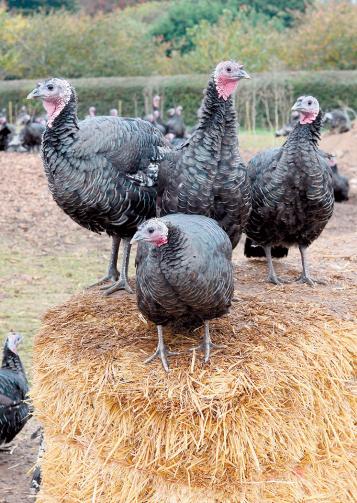 Children explore Cookham's Copas turkey farm - Photo 1 of 15 ...