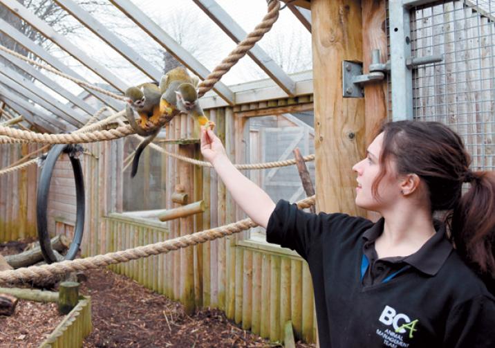 BCA welcomes five new monkeys to animal centre - Photo 1 of 12 ...