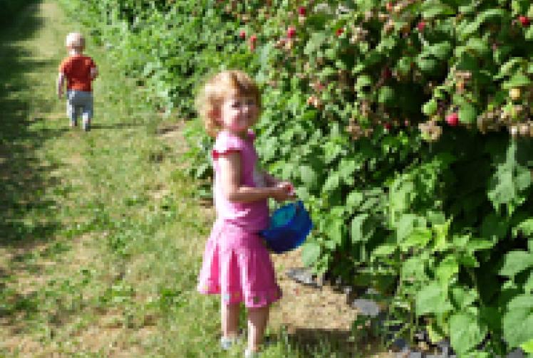 Enjoy the fruits of your labour at Copas Farm - Maidenhead Advertiser