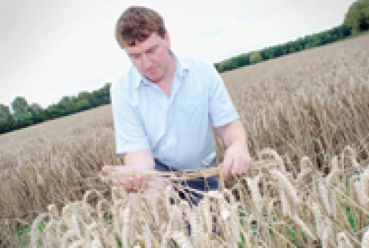 Farmer's crops hit by bizarre weather - Maidenhead Advertiser