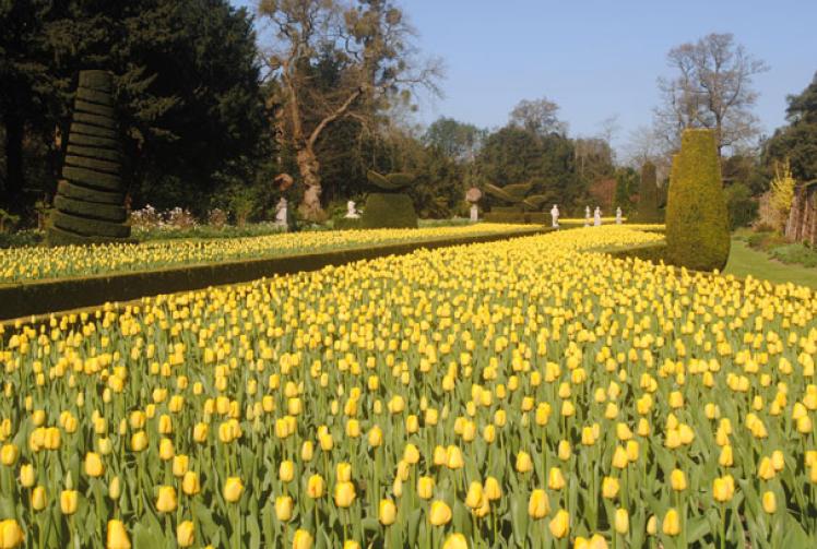 Cliveden gardens bursting with colour in spring sunshine - Maidenhead ...
