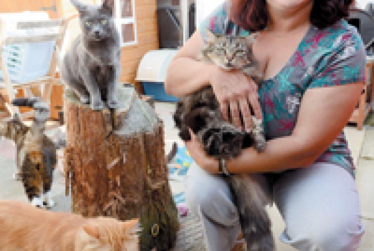 Cat charity fights for future after donations drop - Maidenhead Advertiser