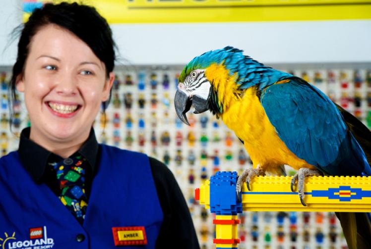 Video: Parrots have got talent at Legoland Windsor - Maidenhead Advertiser