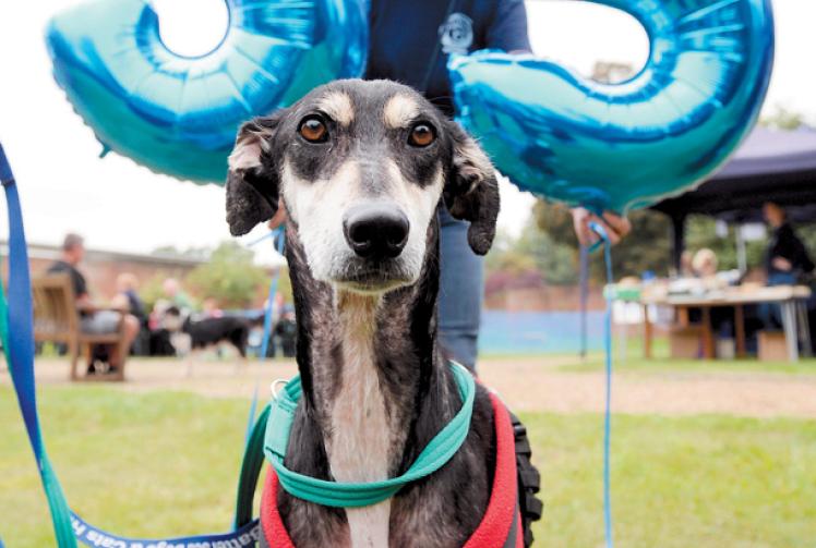 In pictures: Battersea Dogs & Cats Home celebrates 35th birthday ...