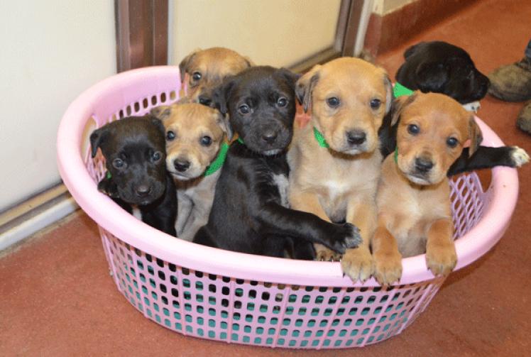 Battersea Old Windsor on the look out for homes for seven puppies found ...