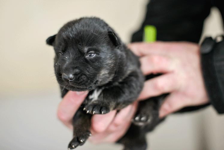 In pictures: Thames Valley Police welcomes new puppies who could one ...