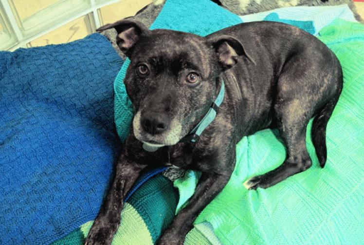 Appeal made to find home for longest serving resident at Battersea Old ...