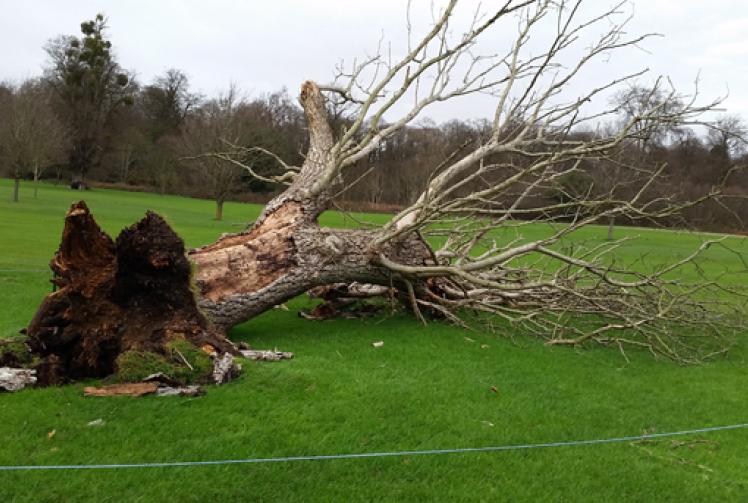 High winds bring down tree at Harleyford Golf Club - Maidenhead Advertiser