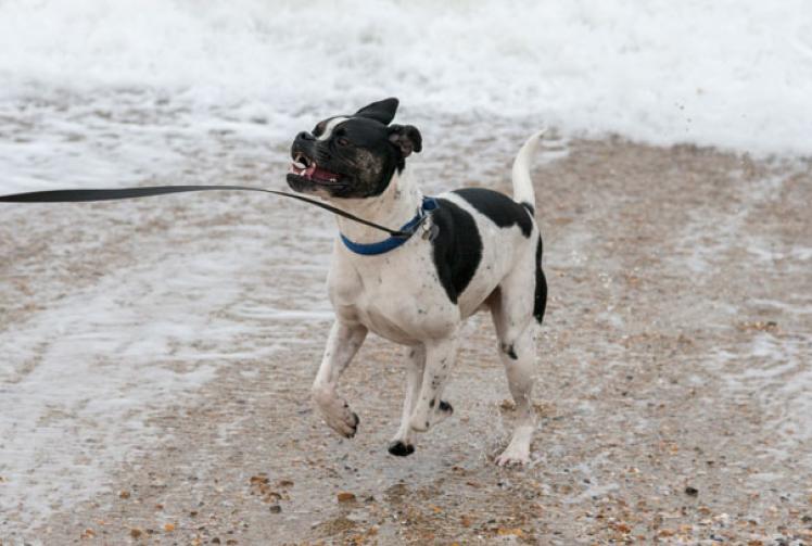 Pets from Battersea Old Windsor travelled far and wide in 2015 ...