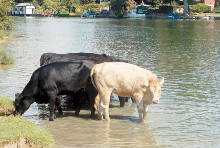 The Big Picture: Cows cooling off in the Thames at Cookham by Nicky ...