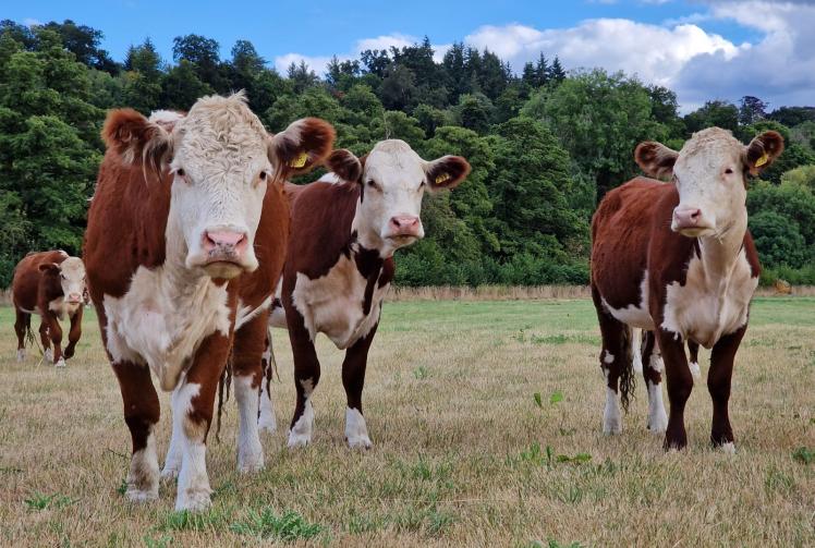 Cattle reintroduced to Battlemead Common in Maidenhead - Maidenhead ...