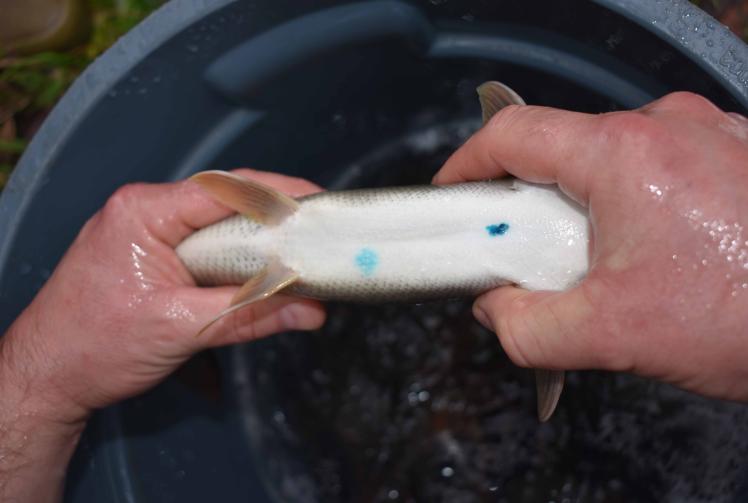 Hundreds of dyed fish released in the River Loddon - Maidenhead Advertiser