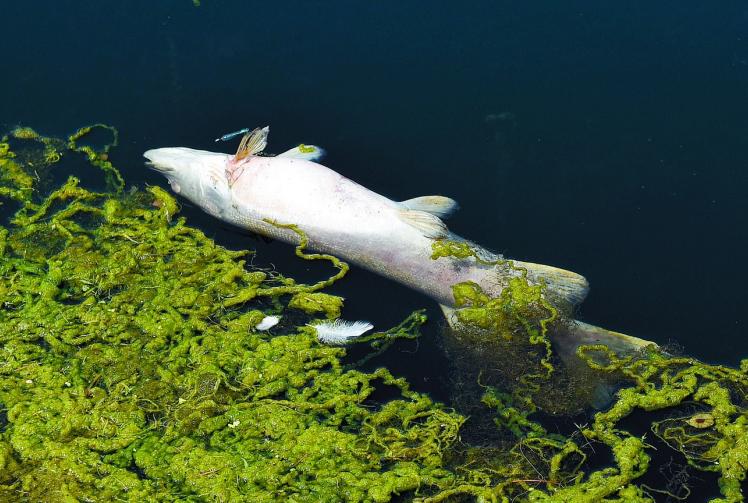 More than a hundred fish found dead in York Stream - Photo 1 of 1 ...