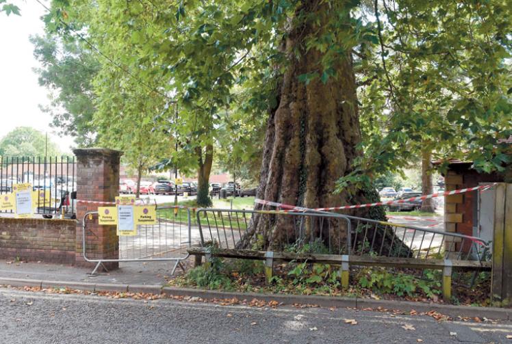 'Important' Marlow tree will not need to be felled after fire damage ...