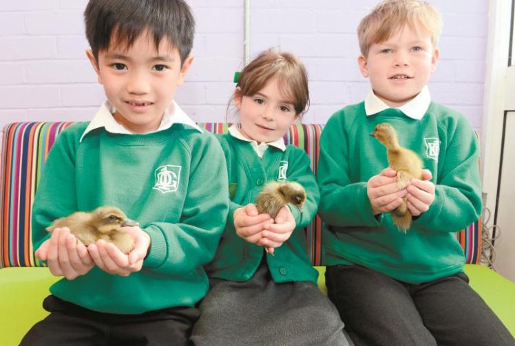 Ducklings hatch after plenty of care at Dedworth Green First School ...