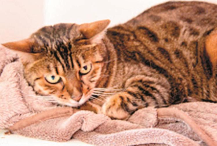 Pets Corner: Nutmeg at TVAW - Photo 1 of 1 - Maidenhead Advertiser