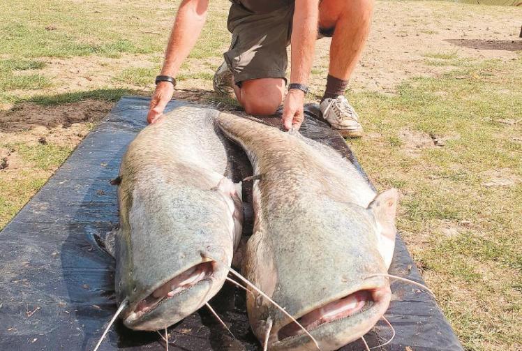 Big Fish Column: Maidenhead's Vic Collier displays huge skill to land a ...