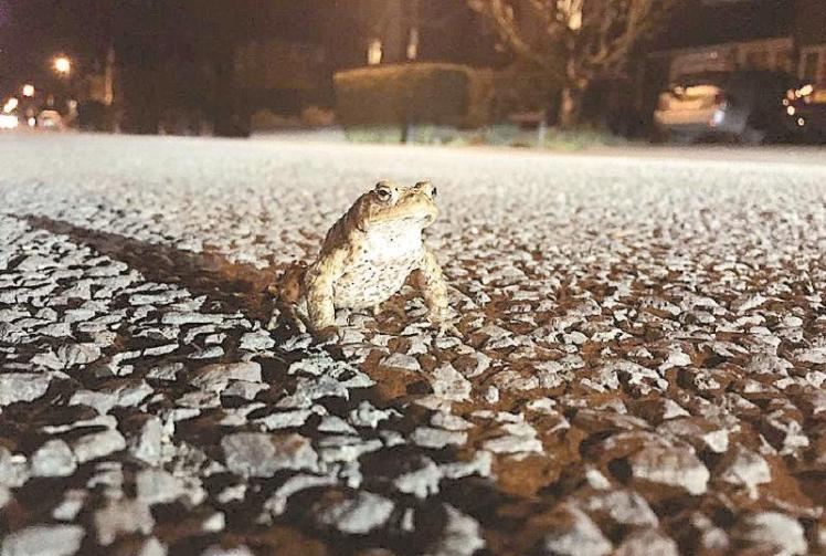 Toad patrol saves 608 toads - Photo 1 of 1 - Maidenhead Advertiser