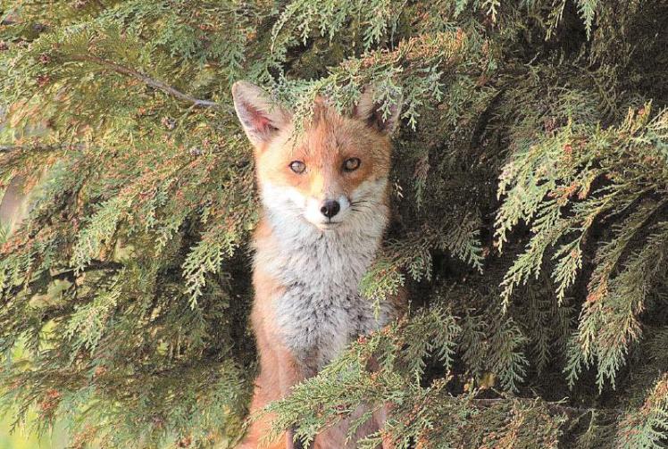 Striking fox and mute swans winners of WildMarlow photo contest - Photo ...