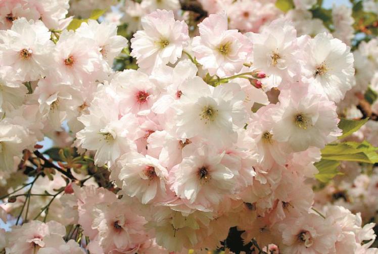 'Very high' pollen count in the South East this Easter weekend ...