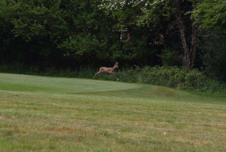 Fears that RBWM’s planning approach may be hampering its climate goals ...