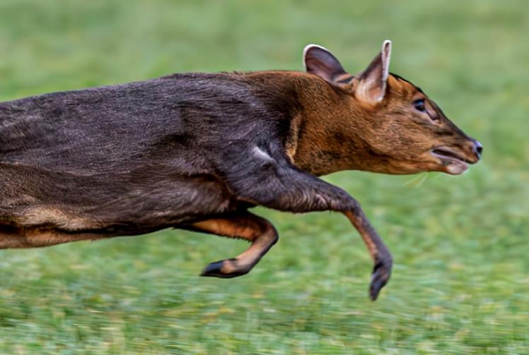 Oh deer! Marlow's game interrupted by unusual pitch invader - Photo 1 ...