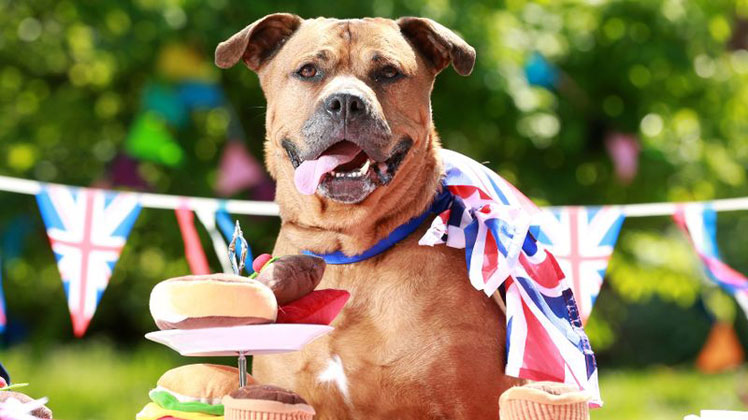 Battersea dog finds loving home after 287 days in kennels - Windsor Express