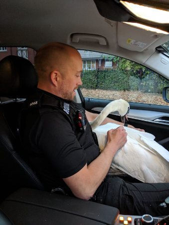Police rescue 'dazed' swan from M4 - Maidenhead Advertiser
